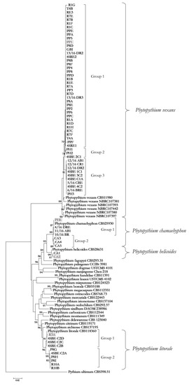 Characterization of Phytopythium Species Involved in the Establishment ...
