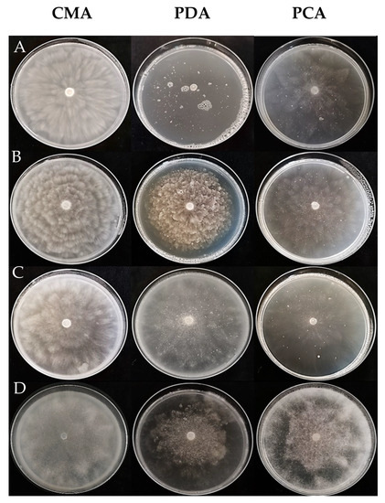 Characterization of Phytopythium Species Involved in the Establishment ...