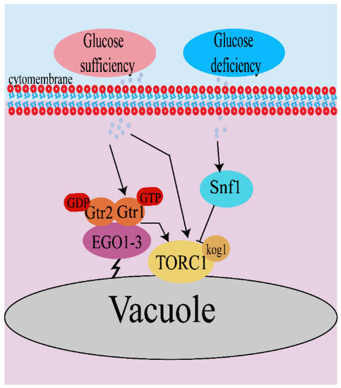 TORC1 Signaling in Fungi: From Yeasts to Filamentous Fungi