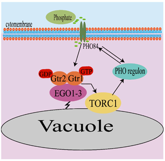 TORC1 Signaling in Fungi: From Yeasts to Filamentous Fungi
