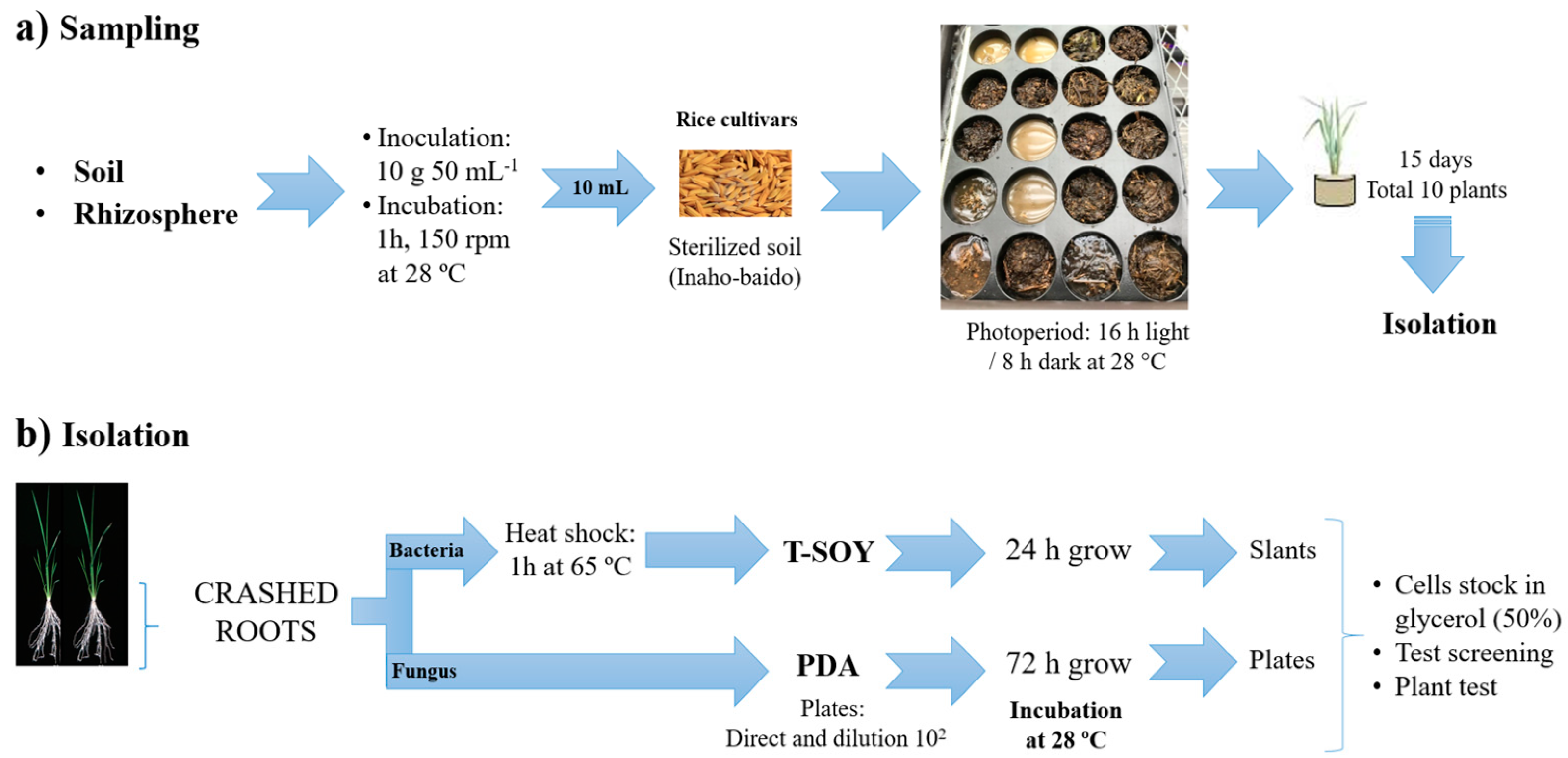 Diversity of Fast-Growth Spore-Forming Microbes and Their Activity as ...
