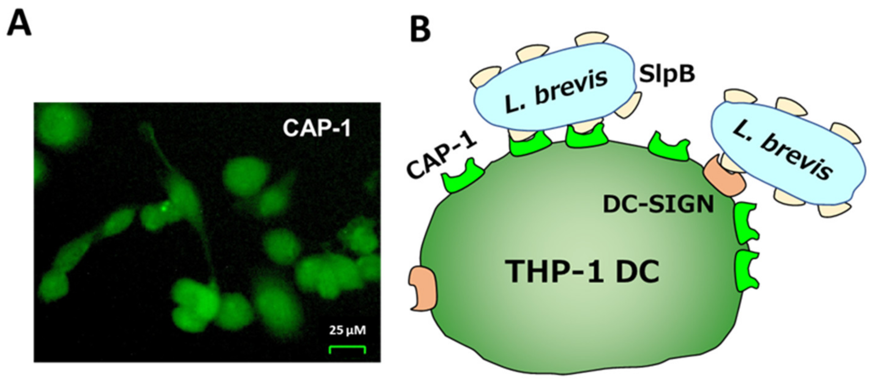 Uptake of Levilactobacillus brevis JCM 1059 by THP-1 Cells via ...