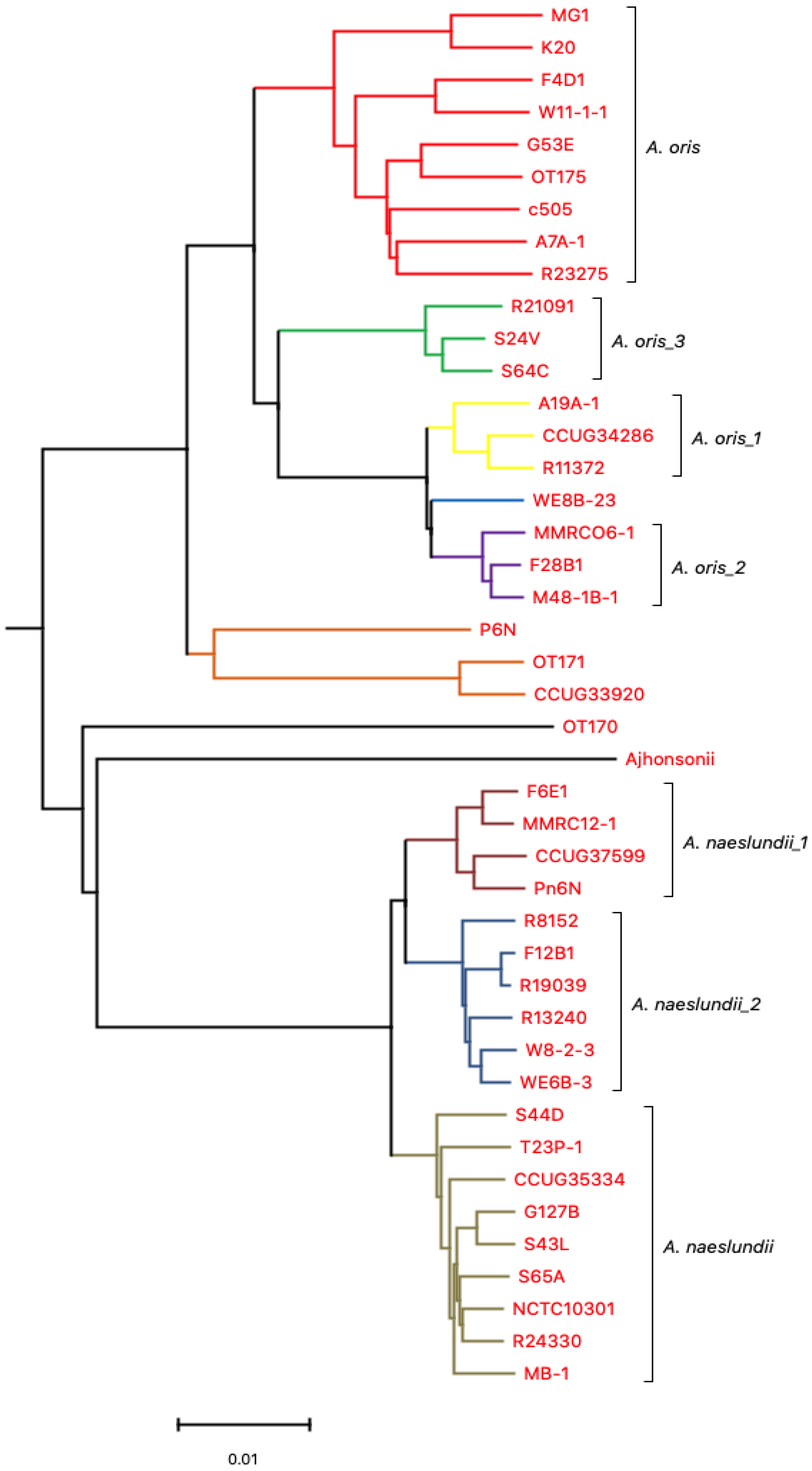 Microorganisms | Free Full-Text | Genomic Diversity among Actinomyces naeslundii Strains and ...
