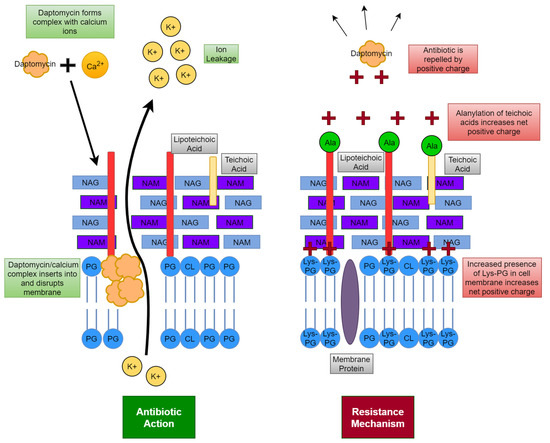 The Cell Wall, Cell Membrane and Virulence Factors of Staphylococcus ...