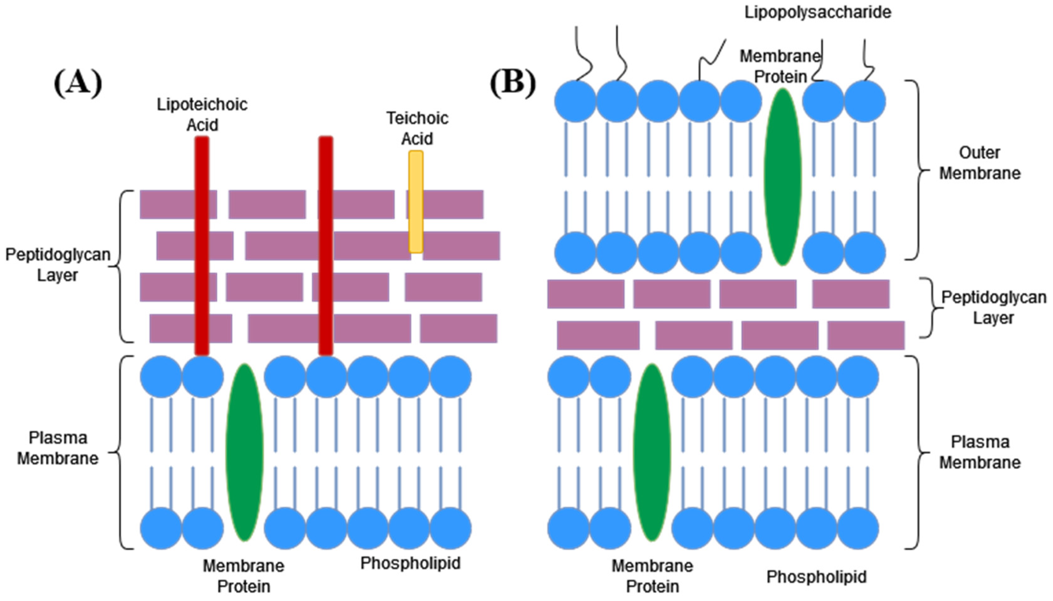 Bacterial Cell Membrane Structure Bacterial Cell Membrane Structure