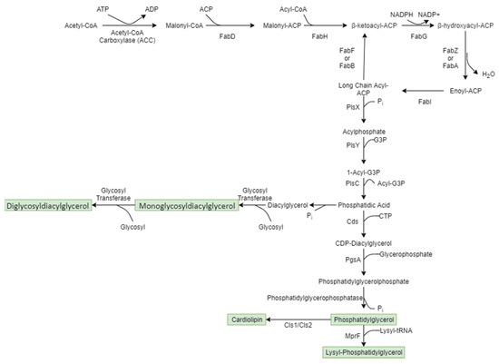 The Cell Wall, Cell Membrane and Virulence Factors of Staphylococcus ...