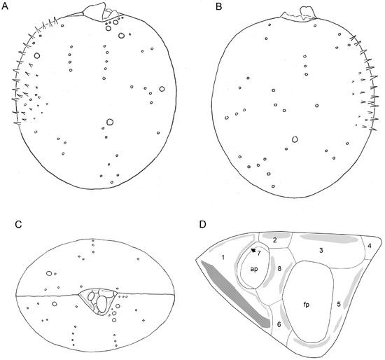 Morphological and Phylogenetic Characterisation of Prorocentrum ...