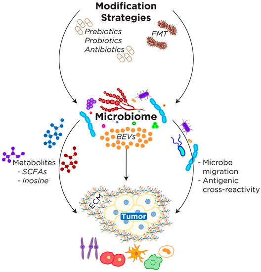 The Microbiome-TIME Axis: A Host of Possibilities