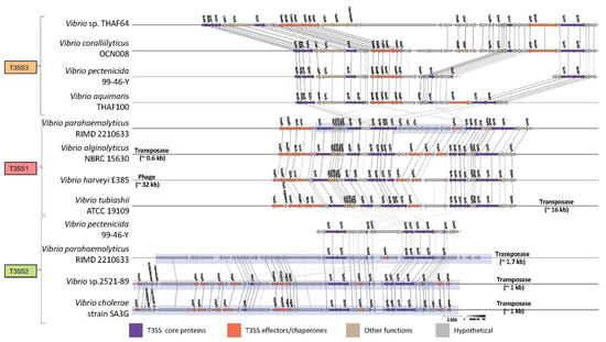Genome Analysis Identifies a Novel Type III Secretion System (T3SS ...