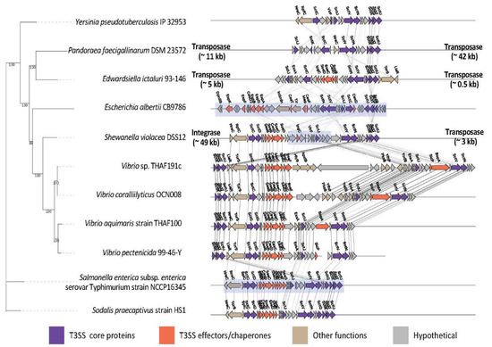 Genome Analysis Identifies a Novel Type III Secretion System (T3SS ...