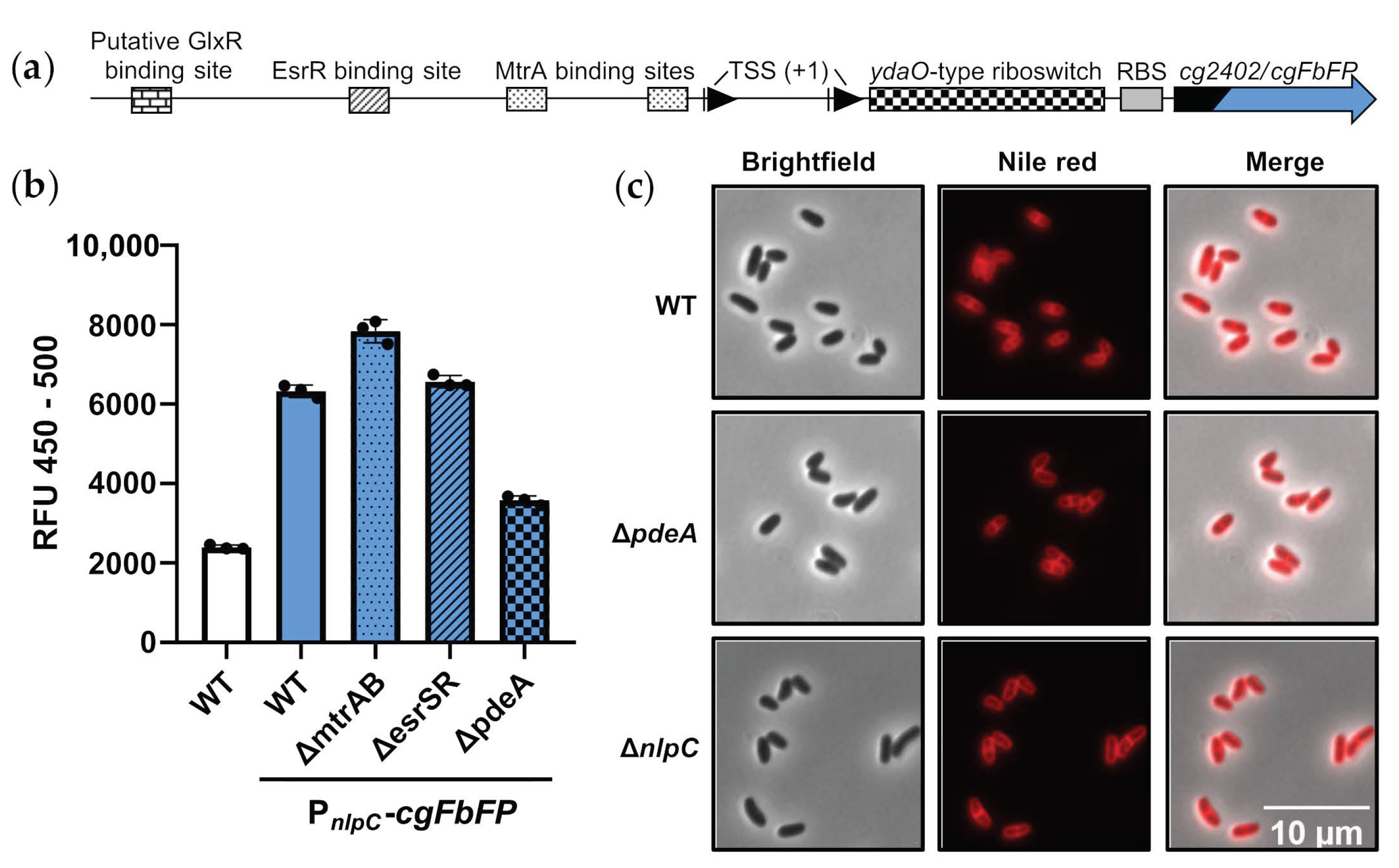 C-di-AMP Is a Second Messenger in Corynebacterium glutamicum That ...