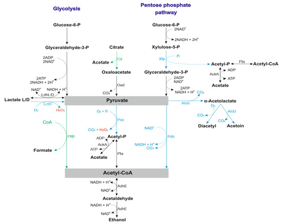 Adaptation of Lacticaseibacillus rhamnosus CM MSU 529 to Aerobic Growth ...