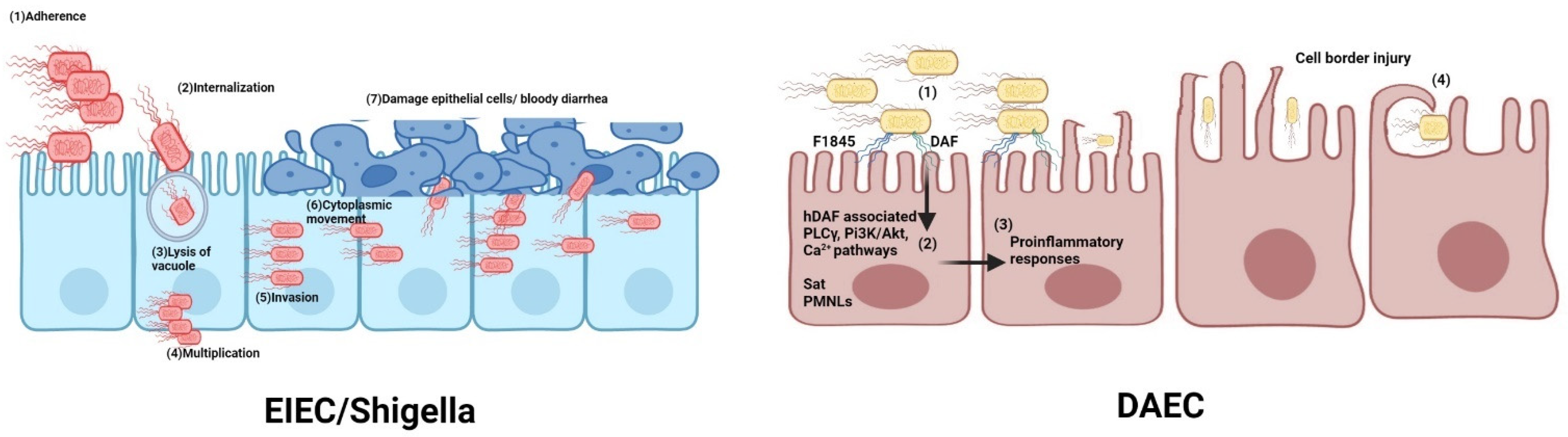 The Diversity Of Escherichia Coli Pathotypes And Vaccination Strategies Against This Versatile