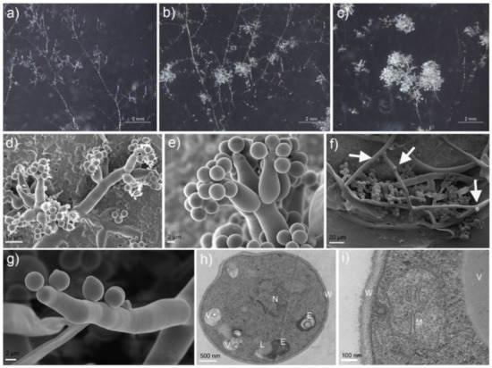 Morchella Microscope