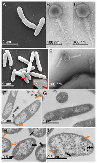 Bacteriophage Infection of the Marine Bacterium Shewanella ...
