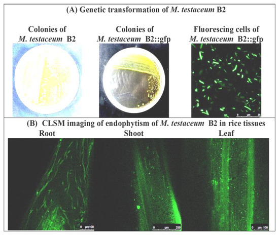 Microorganisms | Free Full-Text | New Insights on Endophytic ...