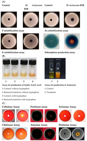 Microorganisms | Free Full-Text | New Insights on Endophytic ...