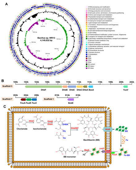 Comprehensive Genomics and Proteomics Analysis Reveals the Multiple ...