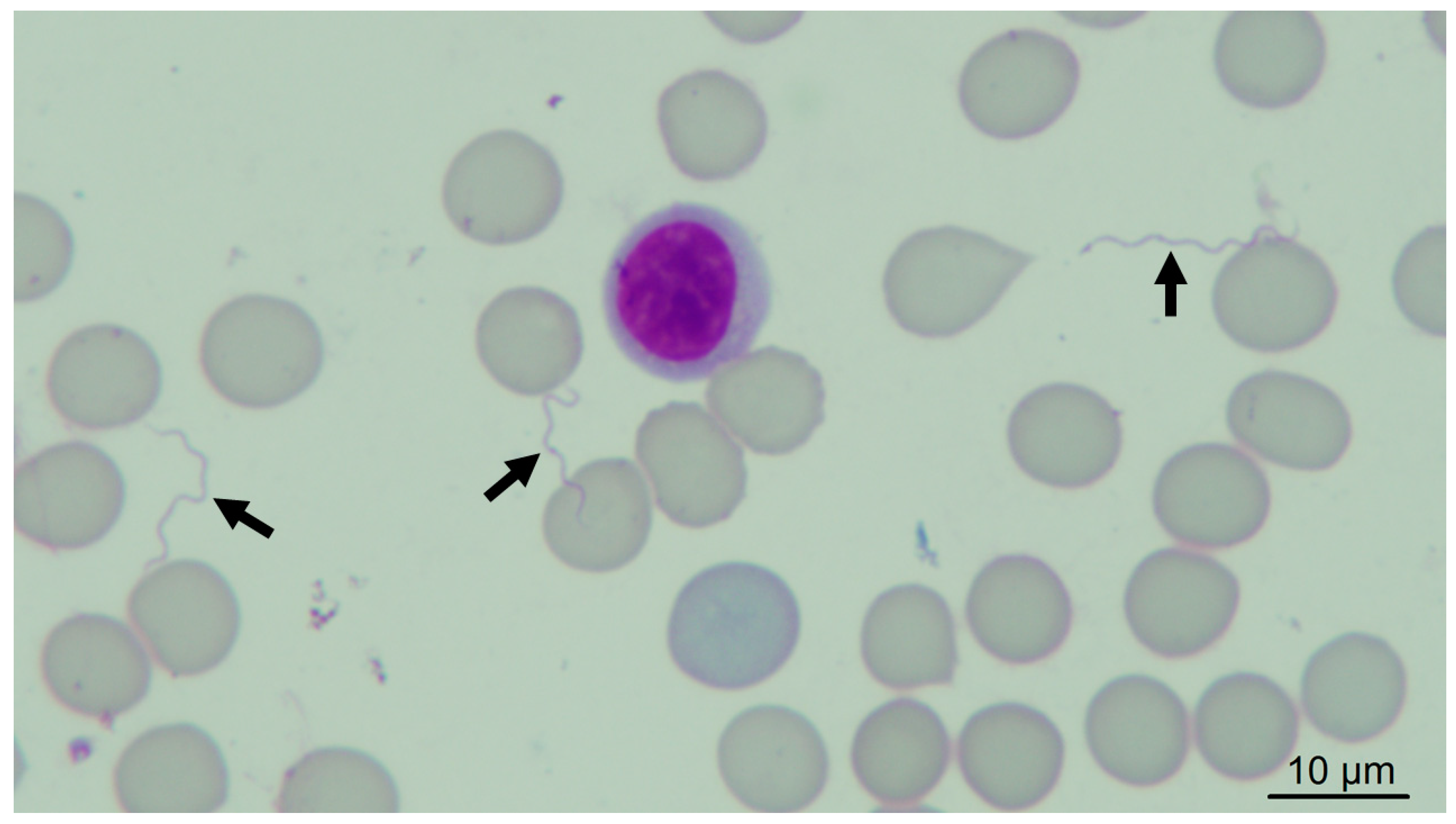A Novel Relapsing Fever Group Borrelia Isolated from Ornithodoros Ticks ...