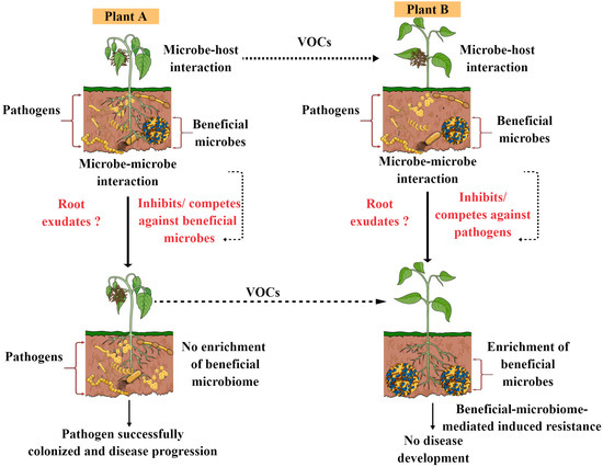 Plant Microbiome: An Ocean of Possibilities for Improving Disease Resistance in Plants