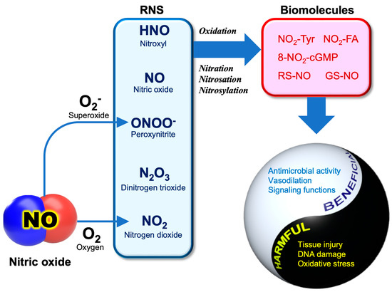 Microorganisms | Free Full-Text | Pleiotropic Functions of Nitric Oxide ...
