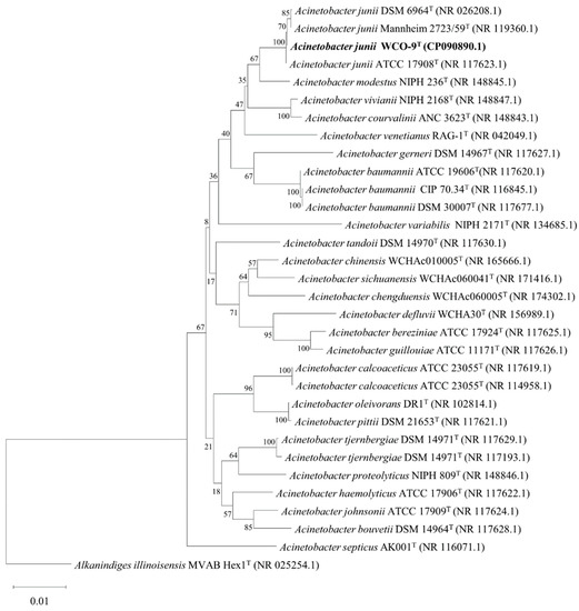 Biodegradation of Oil by a Newly Isolated Strain Acinetobacter junii ...