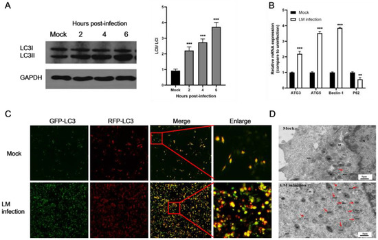 Chloroquine Inhibition of Autophagy Enhanced the Anticancer Effects of ...