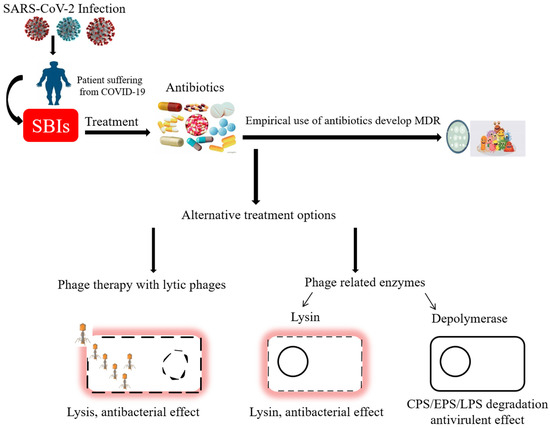 Phage-Derived Depolymerase: Its Possible Role for Secondary Bacterial Infections in COVID-19 ...