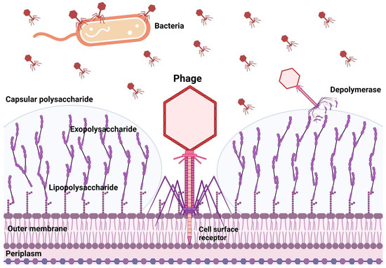 Phage-Derived Depolymerase: Its Possible Role for Secondary Bacterial Infections in COVID-19 ...