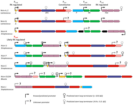 Nisin E Is a Novel Nisin Variant Produced by Multiple Streptococcus ...