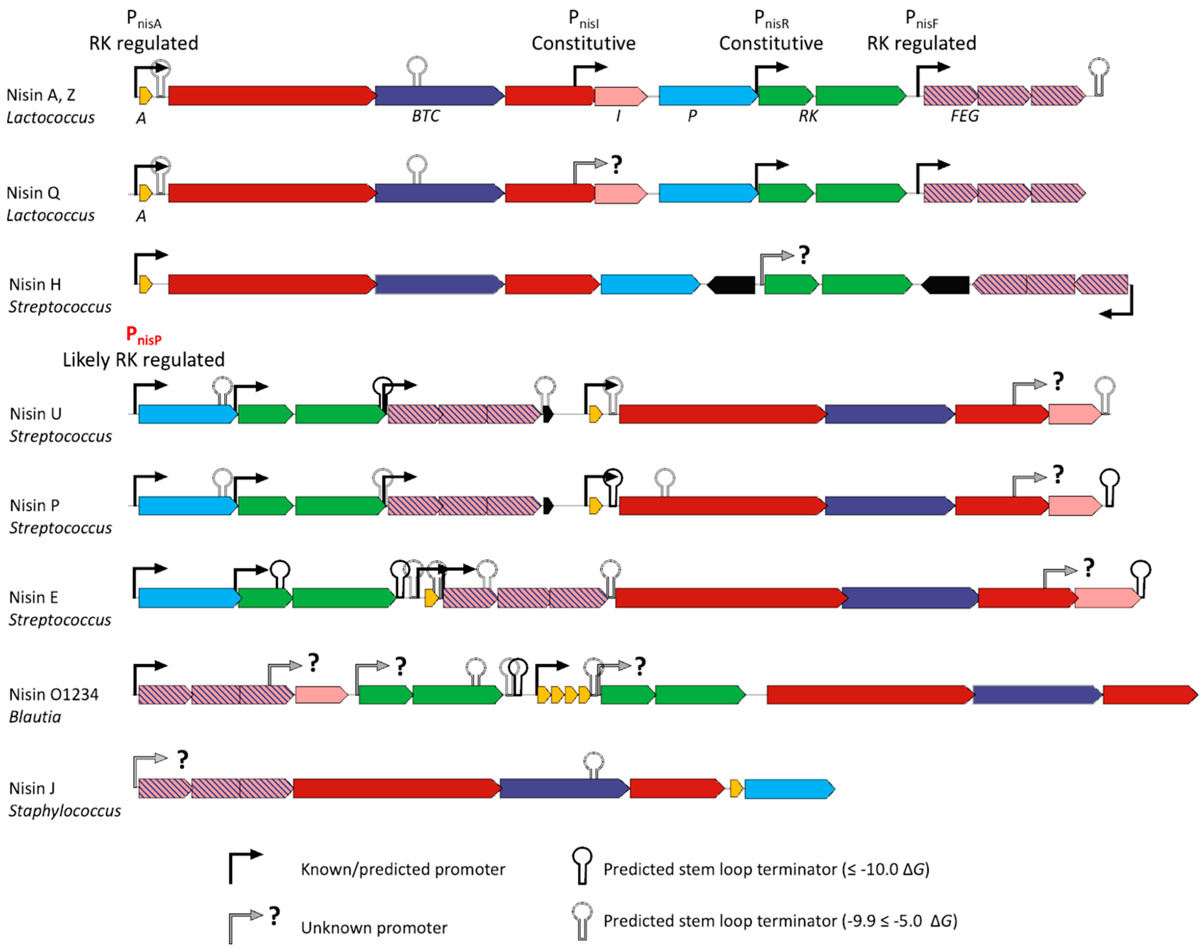 Nisin E Is a Novel Nisin Variant Produced by Multiple Streptococcus ...