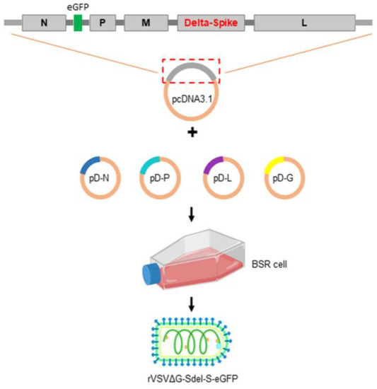 Characterization of a Vesicular Stomatitis Virus-Vectored Recombinant ...
