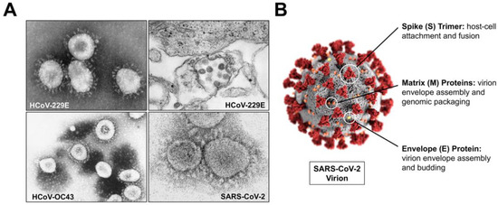 Microorganisms | Free Full-Text | Evaluating the Virology and Evolution of Seasonal Human ...