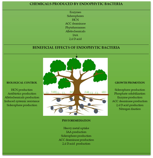 Microorganisms | Free Full-Text | Sustainable Applications of ...