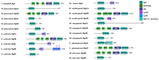 Role of Resuscitation Promoting Factor-like Protein from Nocardiopsis ...