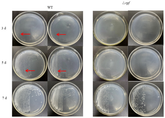 Role of Resuscitation Promoting Factor-like Protein from Nocardiopsis ...