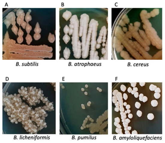 Microorganisms | Free Full-Text | Analysis of Industrial Bacillus ...