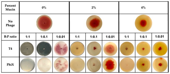 Mucin and Agitation Shape Predation of Escherichia coli by Lytic Coliphage
