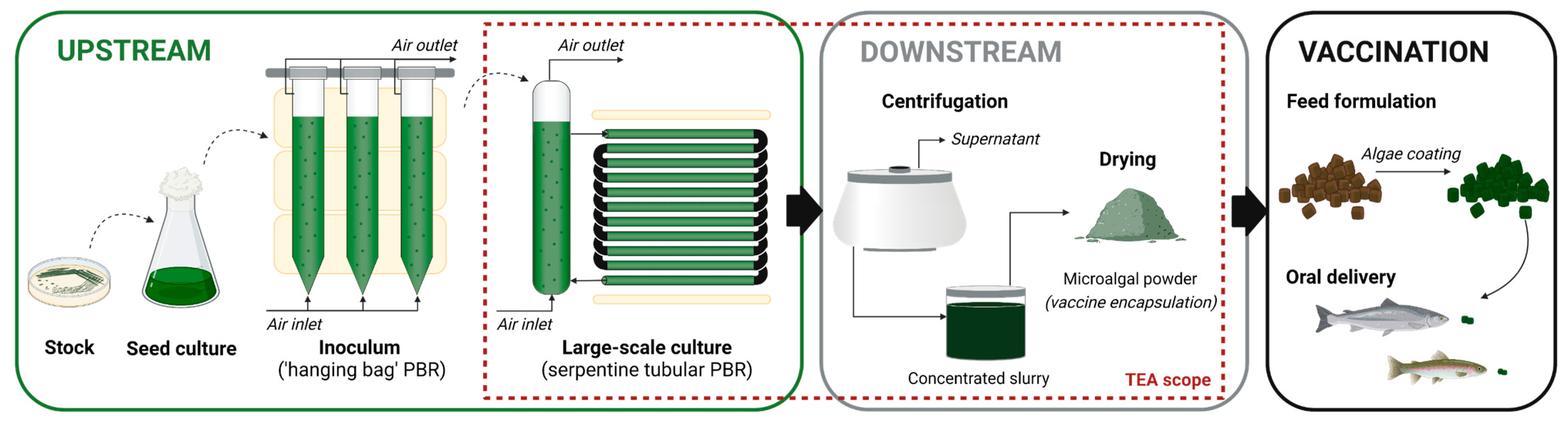 Spray Drying Is a Viable Technology for the Preservation of Recombinant Proteins in Microalgae