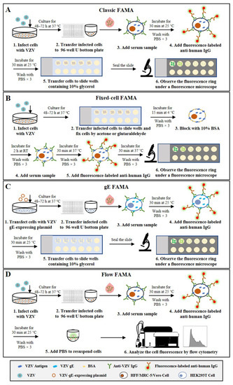 Current Methods for the Detection of Antibodies of Varicella-Zoster ...