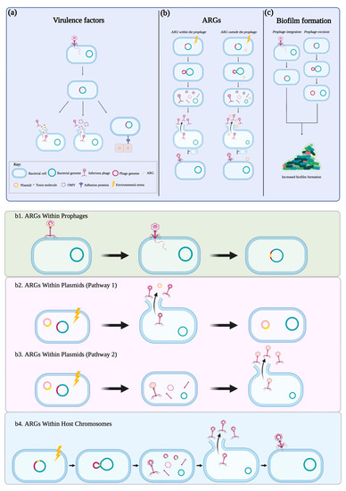 The Role of Temperate Phages in Bacterial Pathogenicity