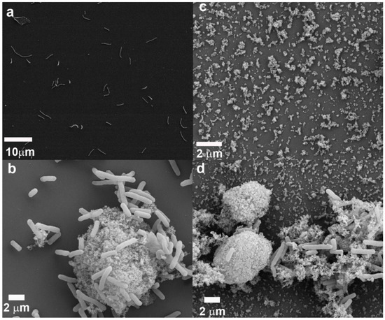 Effects of Different Nanoparticles on Microbes