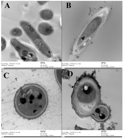Biosynthesis of Novel Tellurium Nanorods by Gayadomonas sp. TNPM15 ...