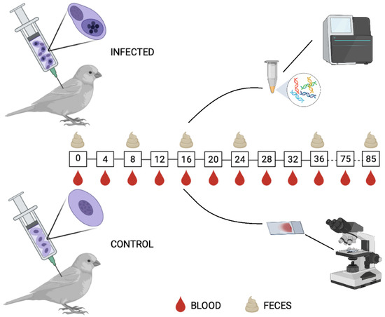 Avian Malaria Parasites Modulate Gut Microbiome Assembly in Canaries