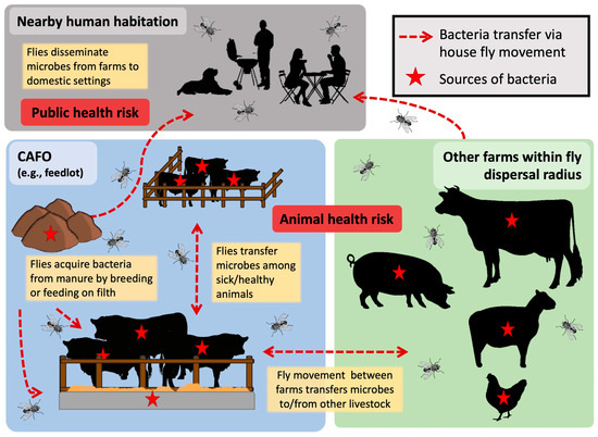 House Flies Are Underappreciated Yet Important Reservoirs and Vectors ...