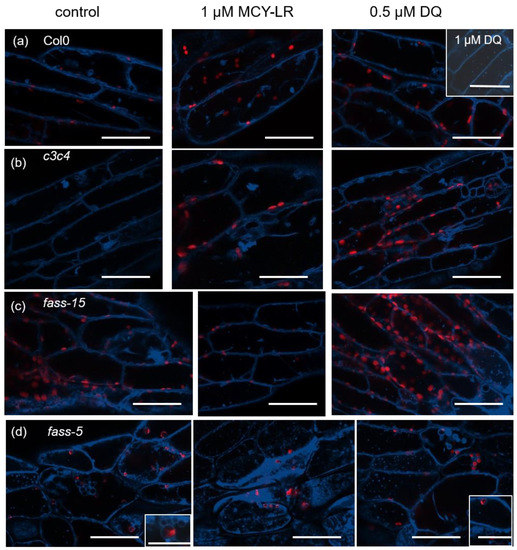 Microcystin-LR, a Cyanobacterial Toxin, Induces Changes in the Organization of Membrane ...