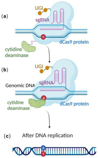 Bacterial-Artificial-Chromosome-Based Genome Editing Methods and the ...