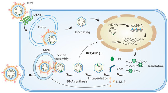 Dynamics of Hepatitis B Virus Covalently Closed Circular DNA: A Mini-Review