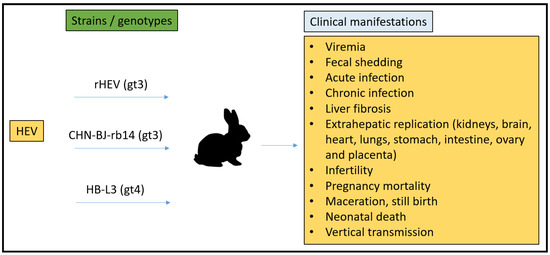 Animal Models for Studying Congenital Transmission of Hepatitis E Virus