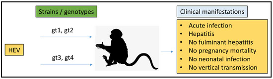 Animal Models for Studying Congenital Transmission of Hepatitis E Virus